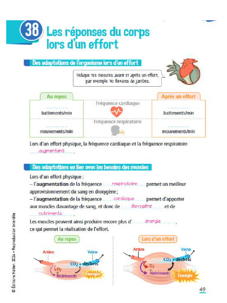 CDR FICHE 38P49 Les Réponses Du Corps Lors D'un Effort | PDF
