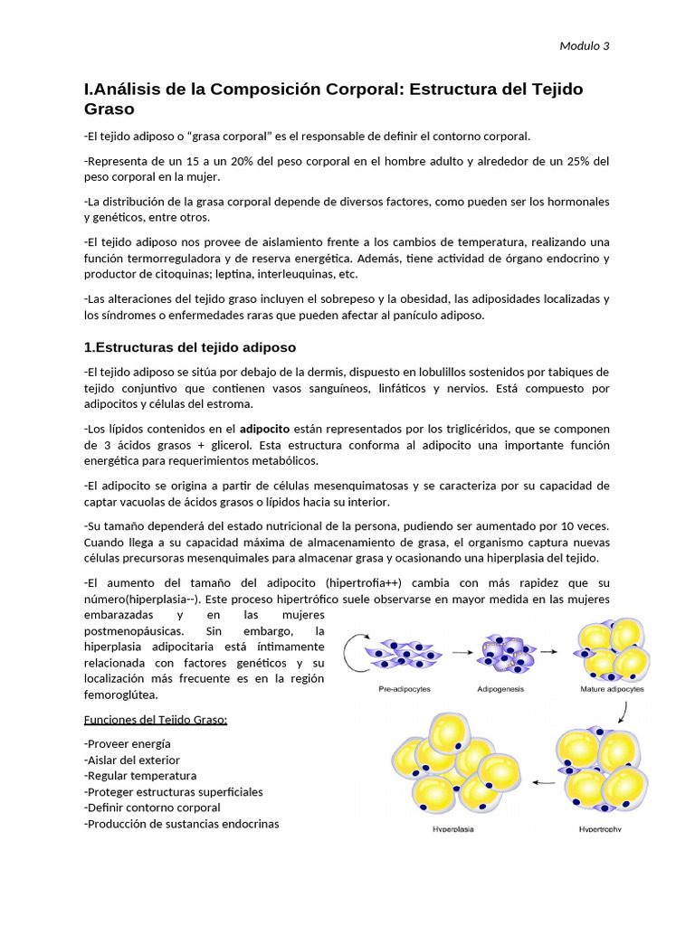 5 Guia Estructura Corporal | PDF | Tejido adiposo | Obesidad