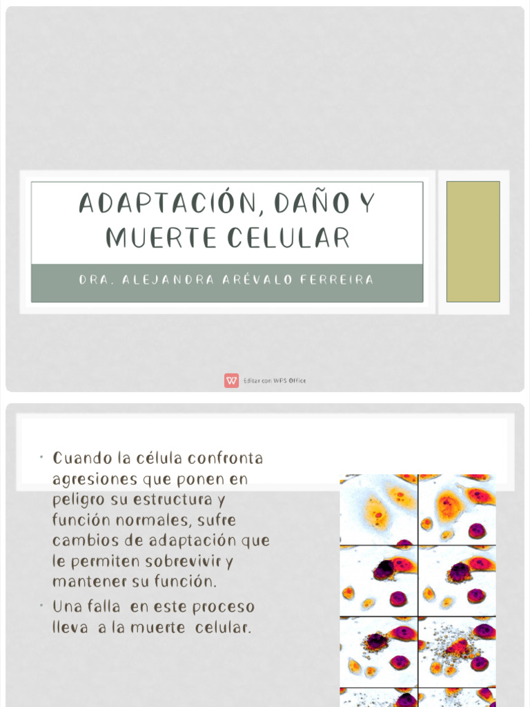 Adpatacion Daño y Muerte Celular | PDF | Atrofia | Crecimiento celular
