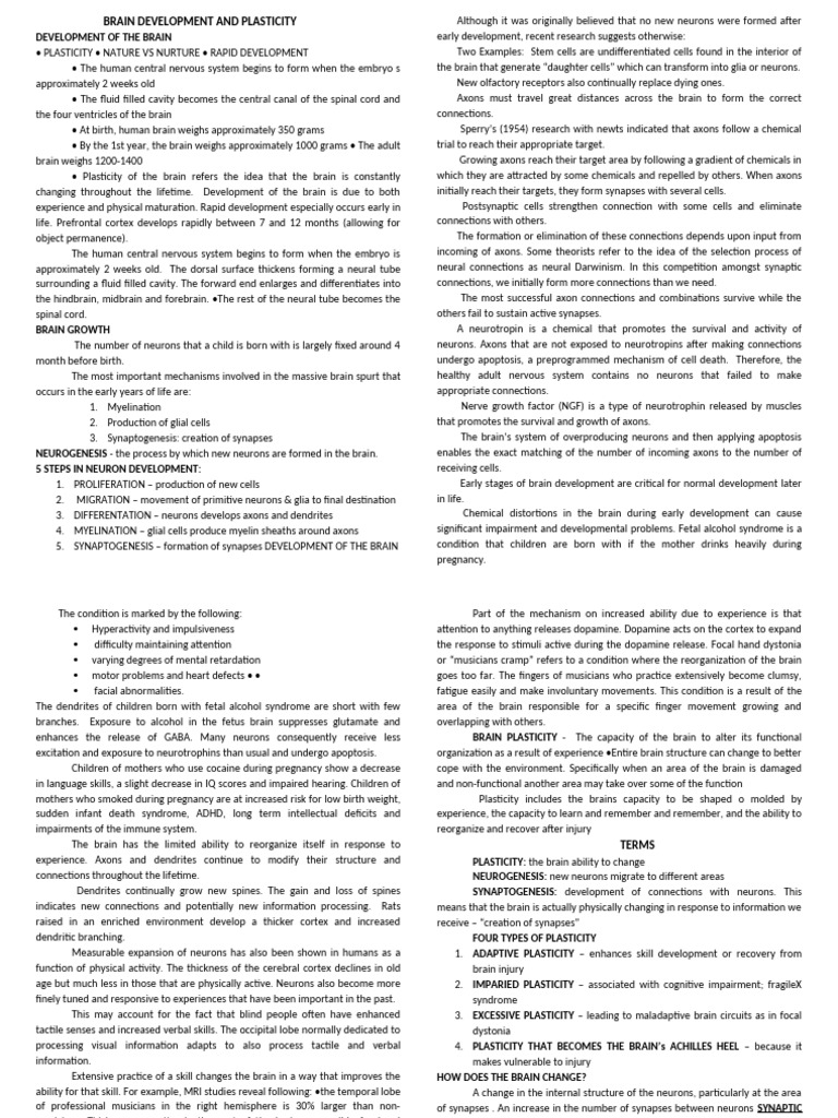 Brain Development and Plasticity Reviewer | PDF | Neuron | Brain