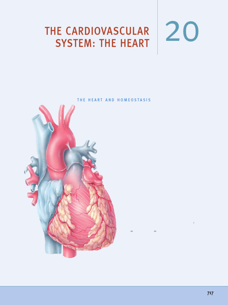 Heart | PDF | Heart Valve | Atrium (Heart)