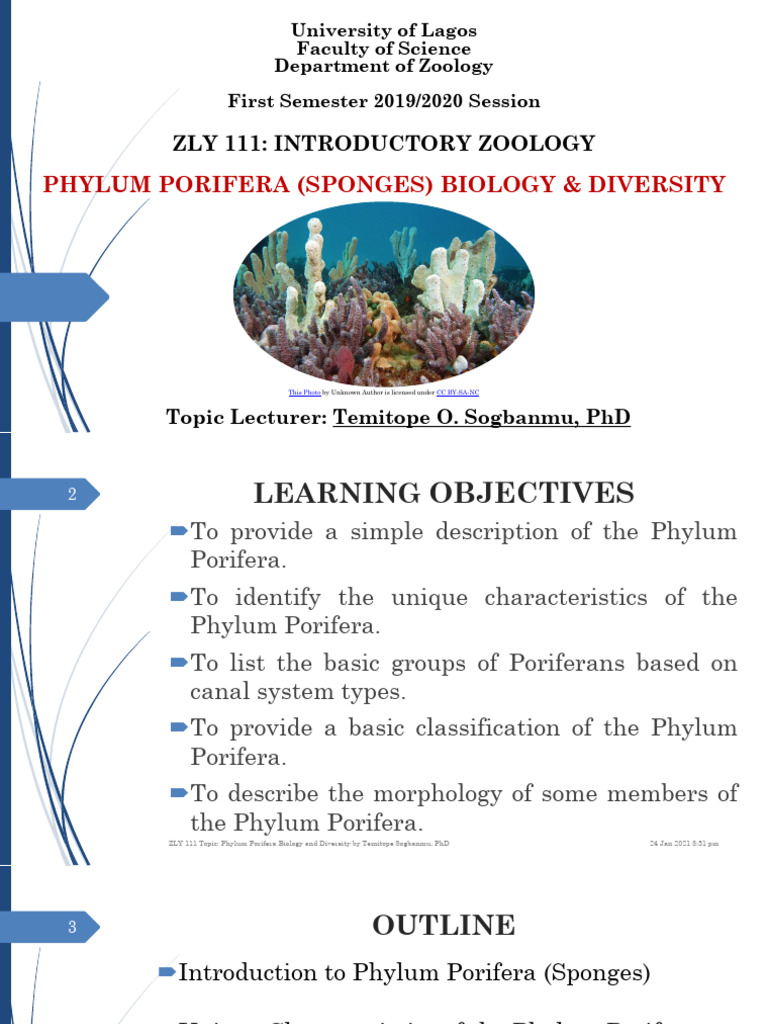 ZLY111 - Phylum Porifera Lecture Slides | PDF | Sponge | Biology