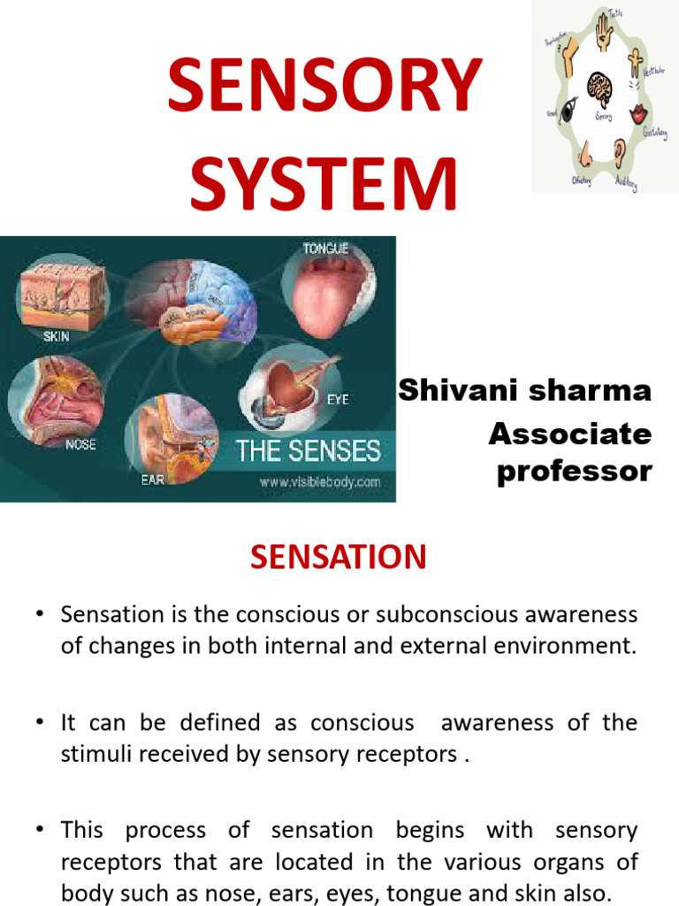 Sensory System | PDF | Taste | Senses
