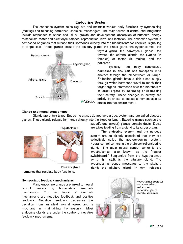 Overview of the Endocrine System | PDF | Endocrine System | Thyroid