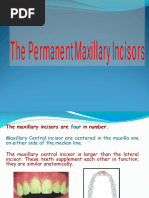 Permanent Maxillary Lateral Incisor Guide | PDF | Dentistry | Dental ...
