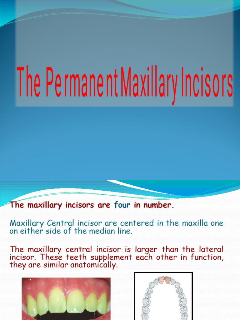 Maxillary Incisors: Anatomy & Features | PDF | Primate Anatomy | Dental ...