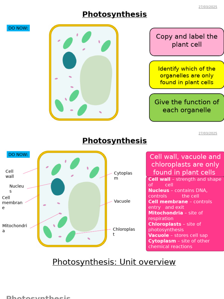 Plant Cell Structure and Photosynthesis Guide | PDF | Photosynthesis ...