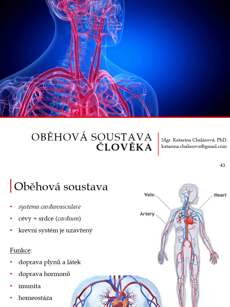 13 Obehova Soustava 2023 | PDF