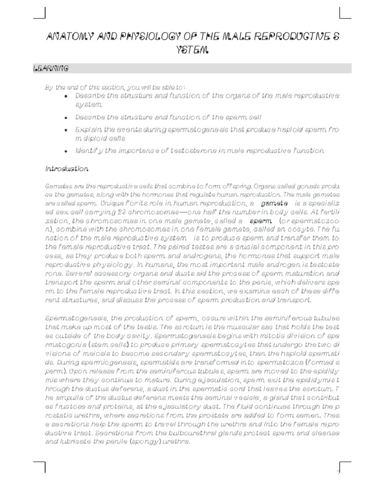Anatomy and Physiology of The Male Reproductive System - Phoenix | PDF