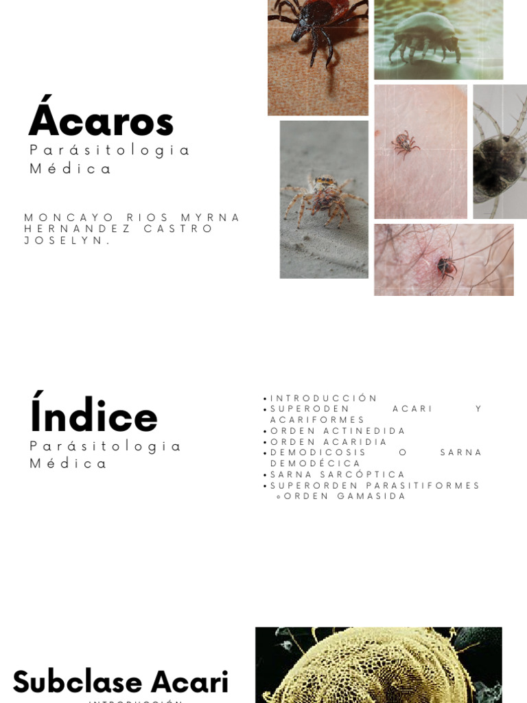 Tipos y efectos de los ácaros en la piel | PDF | Alergia