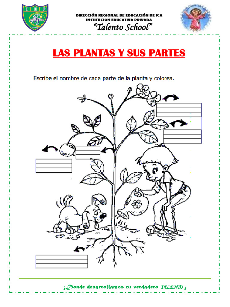 Las Plantas y Sus Partes | PDF