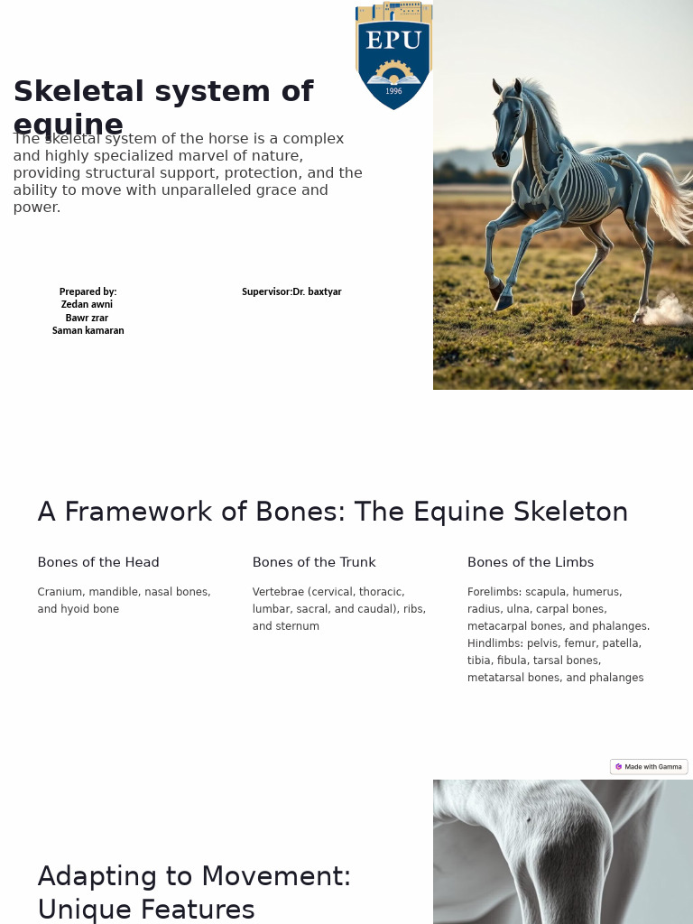 Skeletal System of Equine | PDF