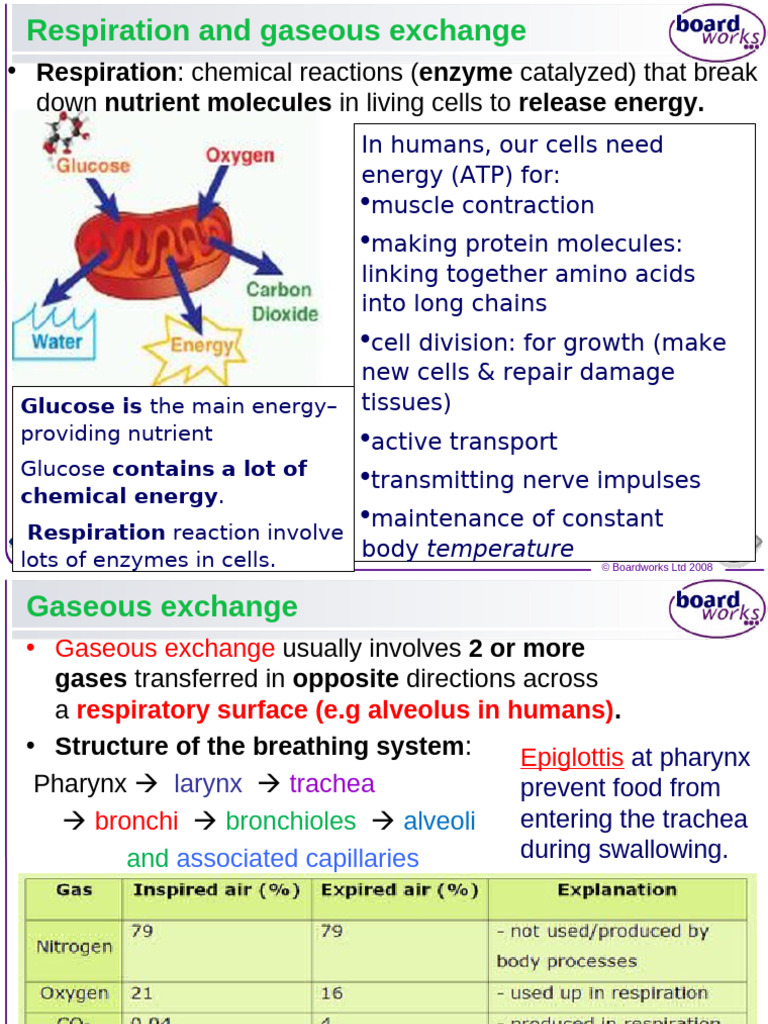 Respiration and Gaseous Exchange Overview | PDF | Respiratory System ...