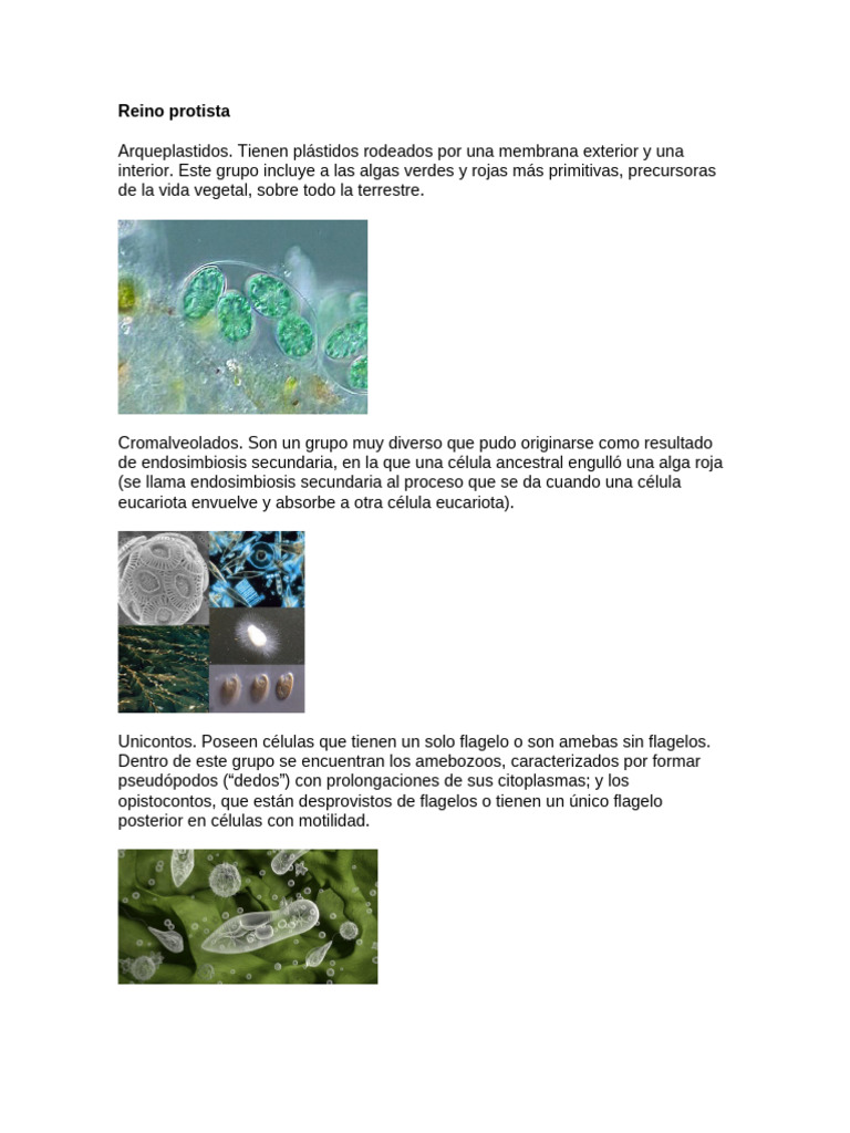 Reino Protista 1 | PDF