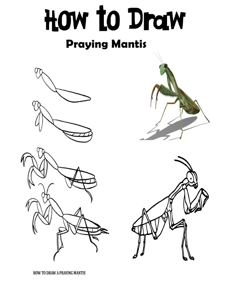 How To Draw A Mantis | PDF