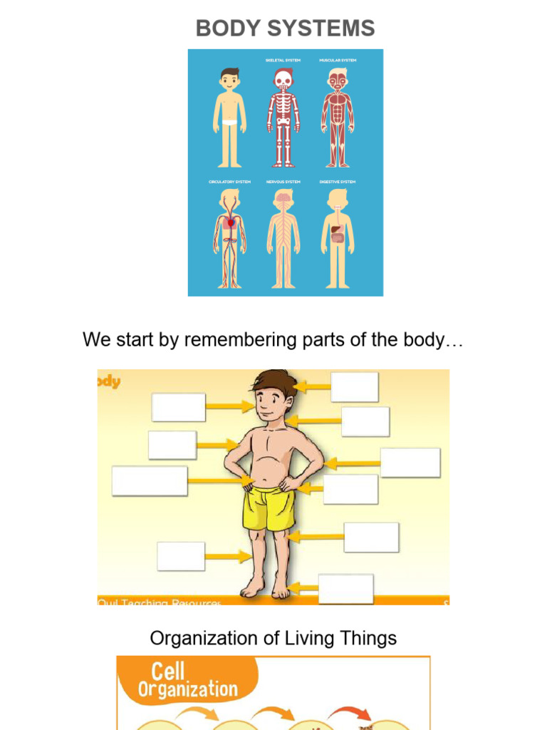 Presentation. Intro To Human Body. | PDF