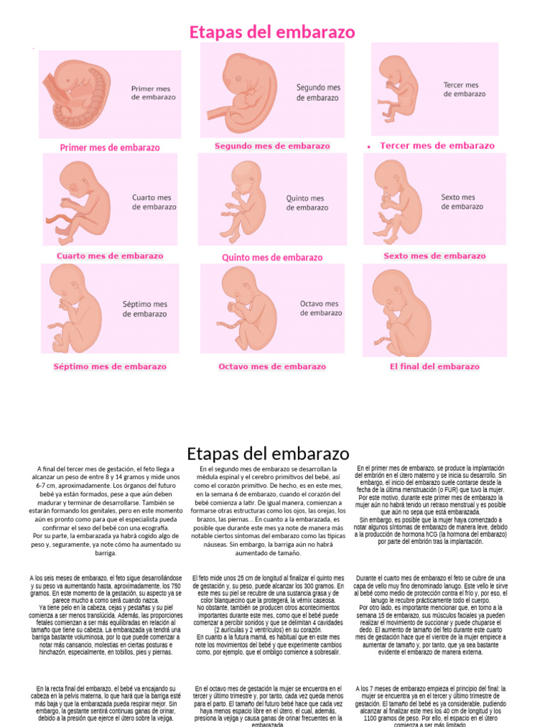 Etapas del Embarazo Mes a Mes | PDF | El embarazo | Feto