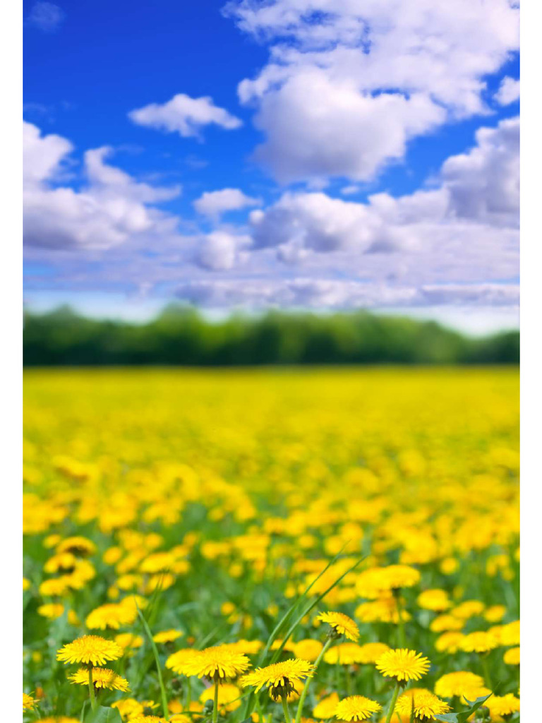Margarida | PDF