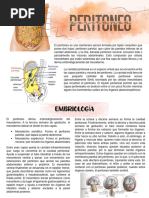 Omentos Mayor y Menor - Anatomía, Ubicación y Función - Kenhub | PDF ...