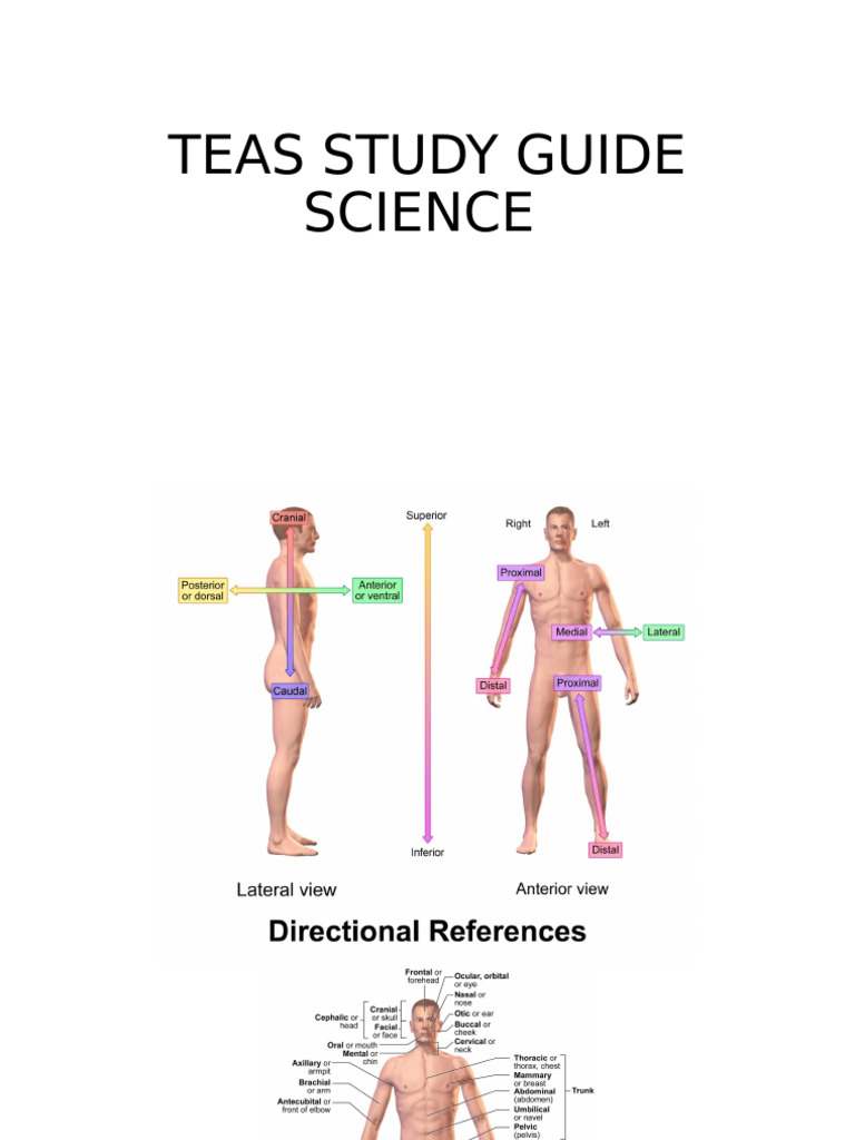 Anatomy and Physiology Charts To Know | PDF