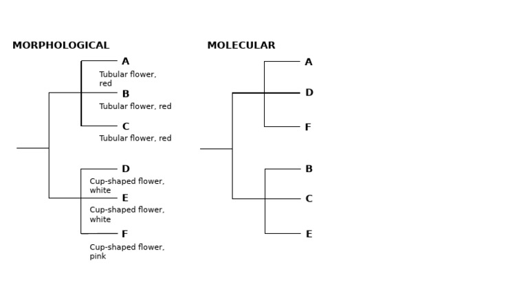 Filogenia modelo | PDF