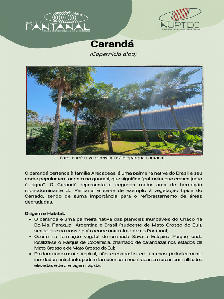 Caranda | PDF