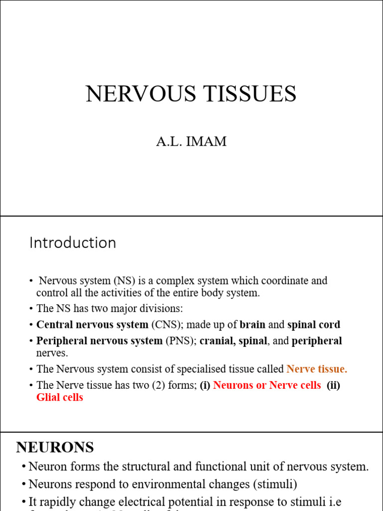 General Anatomy (Nerve Tissue) | PDF | Neuron | Central Nervous System