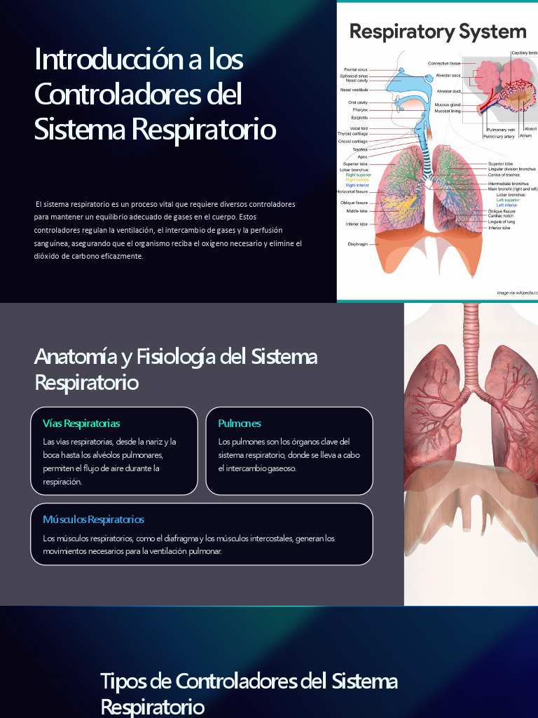 Controladores del Sistema Respiratorio | PDF | Sistema respiratorio ...