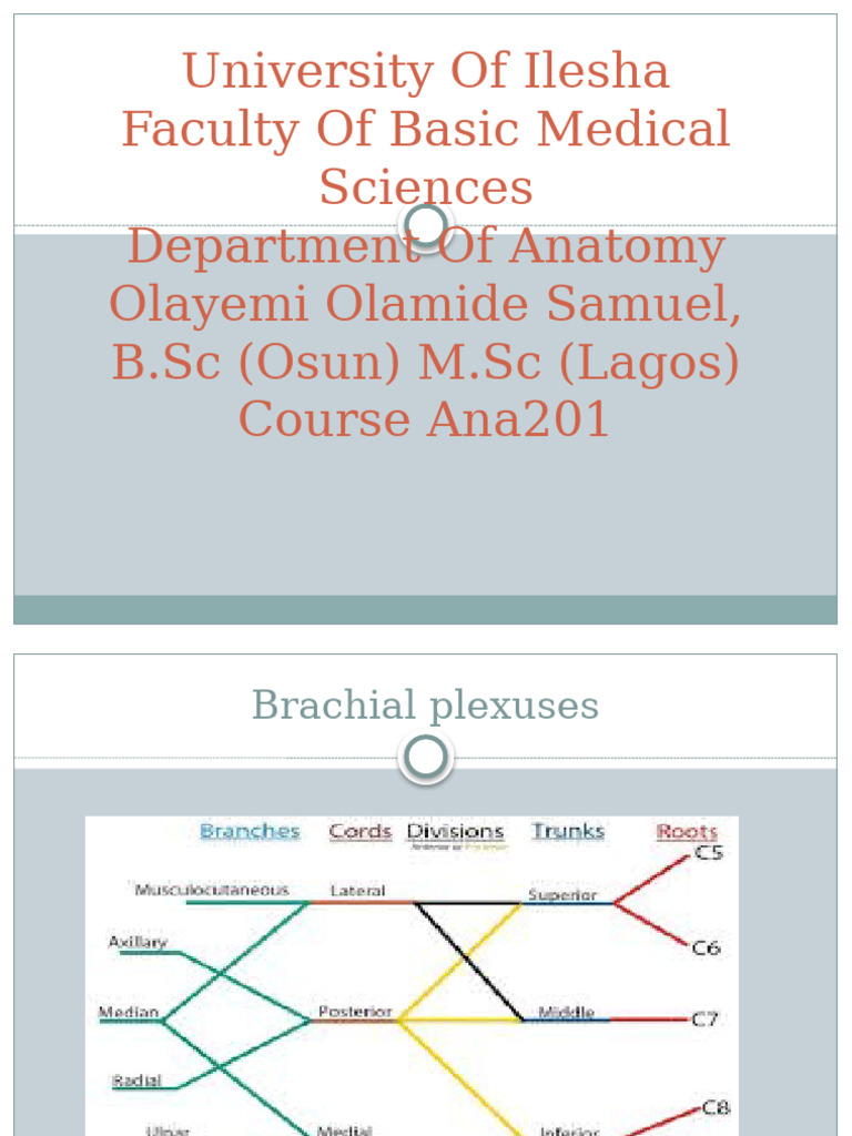 Brachial plexus presentation | PDF | Anatomical Terms Of Motion | Thumb