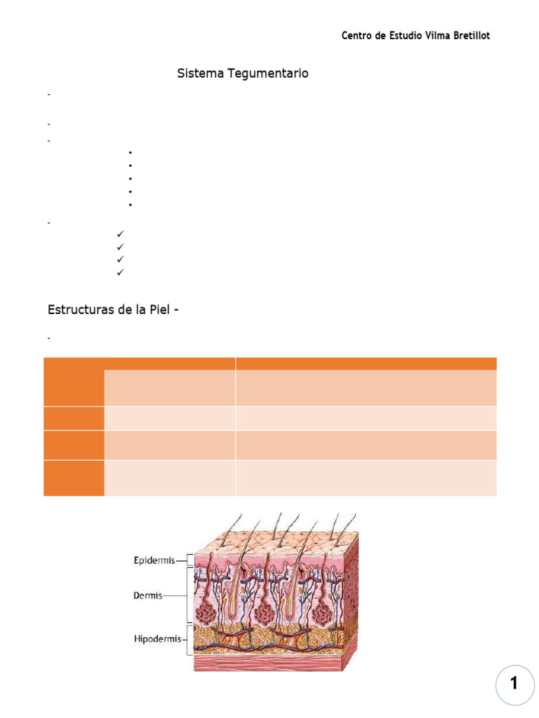 Sistema Tegumentario | PDF | Sistema tegumentario | Piel
