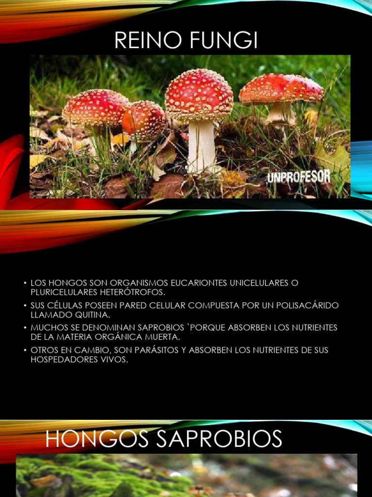 REINO FUNGI | PDF
