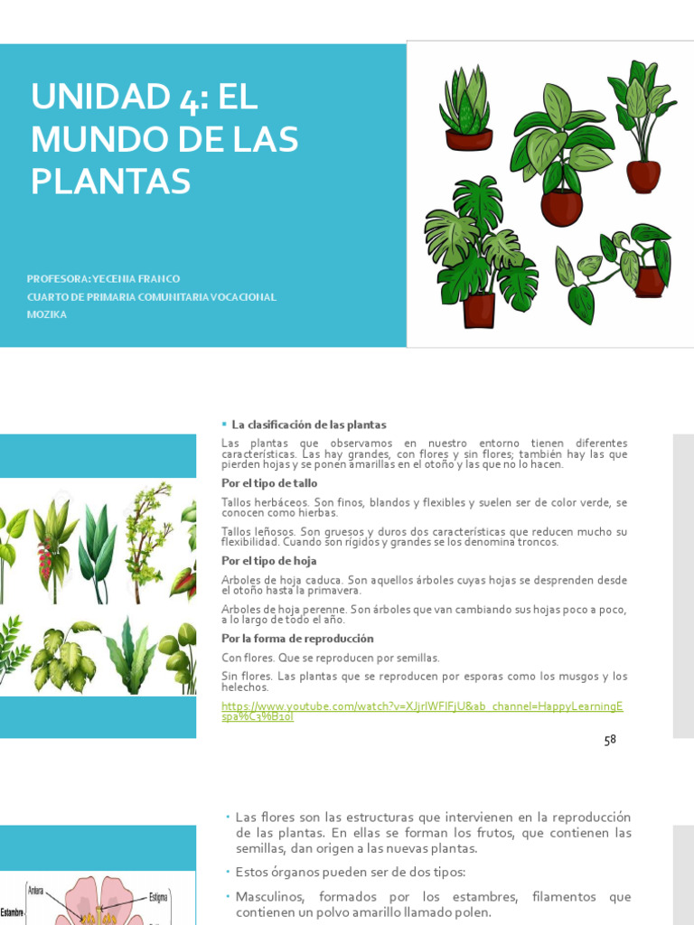 Unidad 4 Cuarto de Primaria | PDF | Flores | Plantas