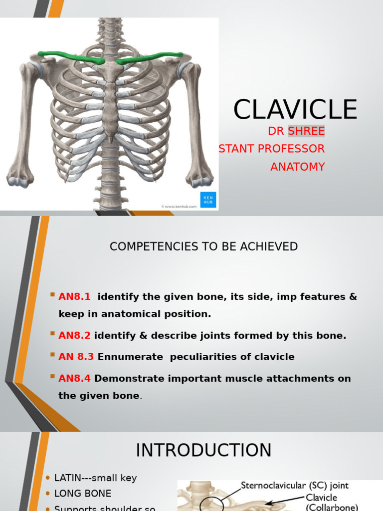 clavicle for mbbs | PDF | Joints | Limbs (Anatomy)