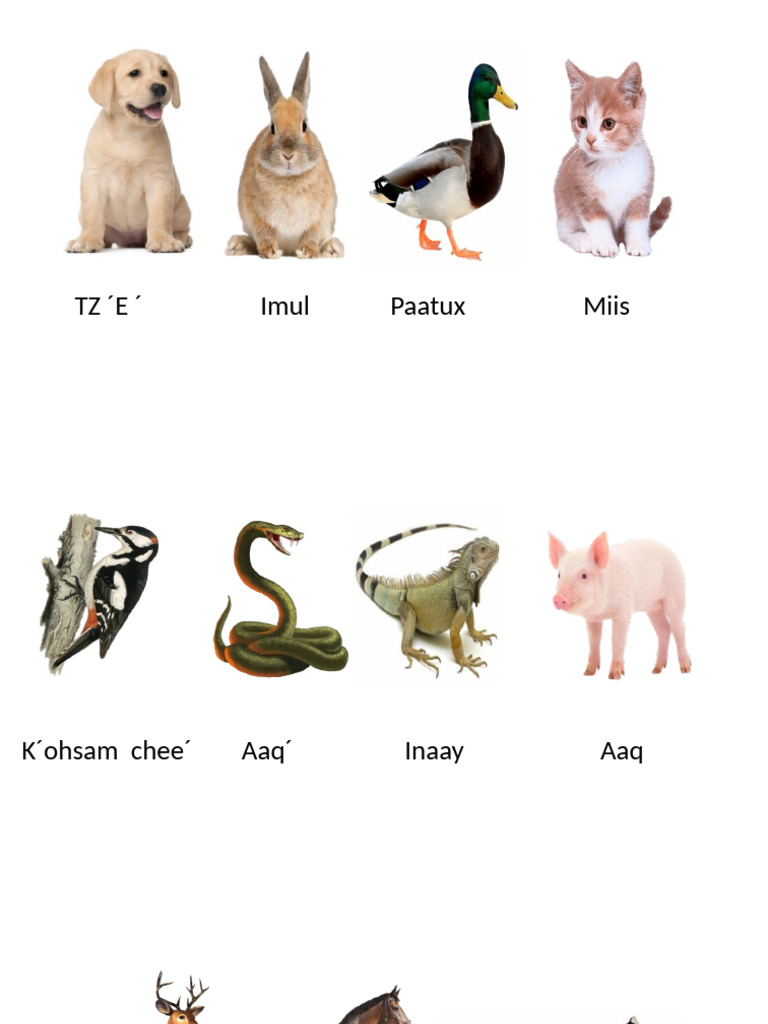 Animales en Poqomam | PDF
