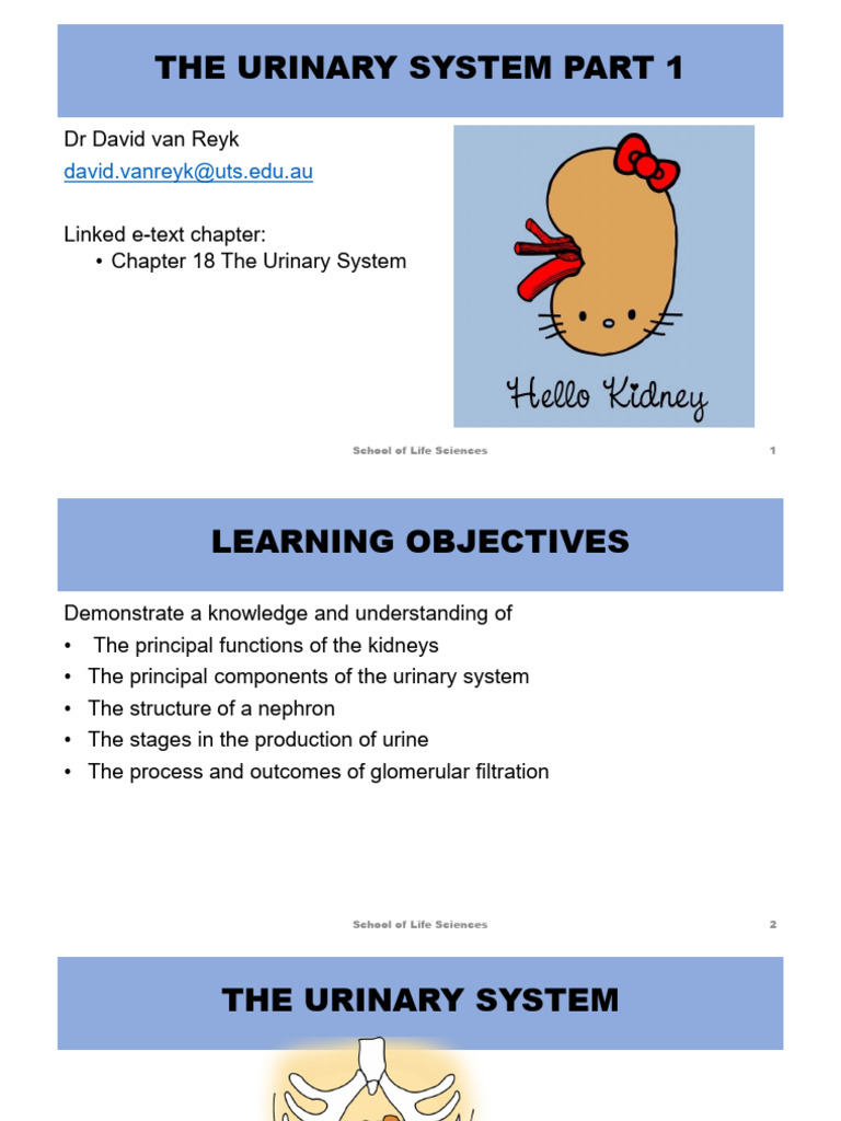 Overview of the Urinary System Functions | PDF | Kidney | Urinary System