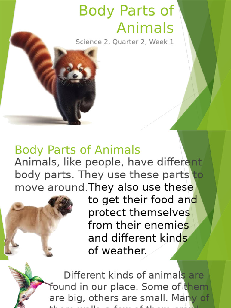 Science, Q2, L1, Body Parts of Animals | PDF