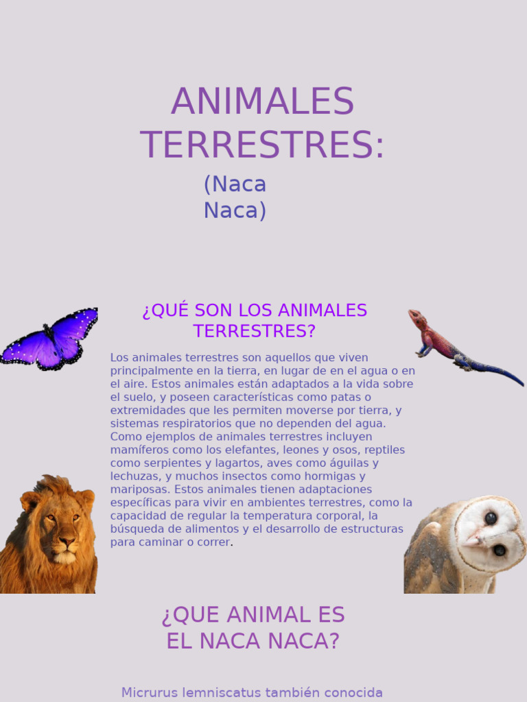 Características de la Serpiente Naca Naca | PDF | Serpiente | Zoología