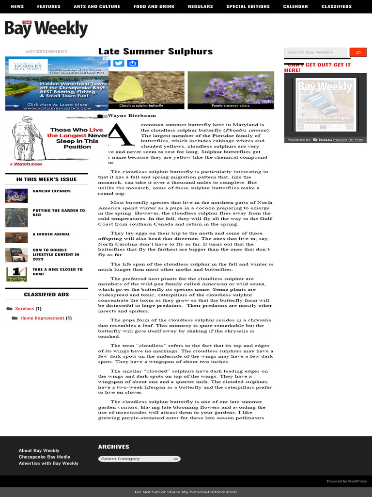 Late Summer Sulphurs - Bay Weekly | PDF | Butterfly | Pupa