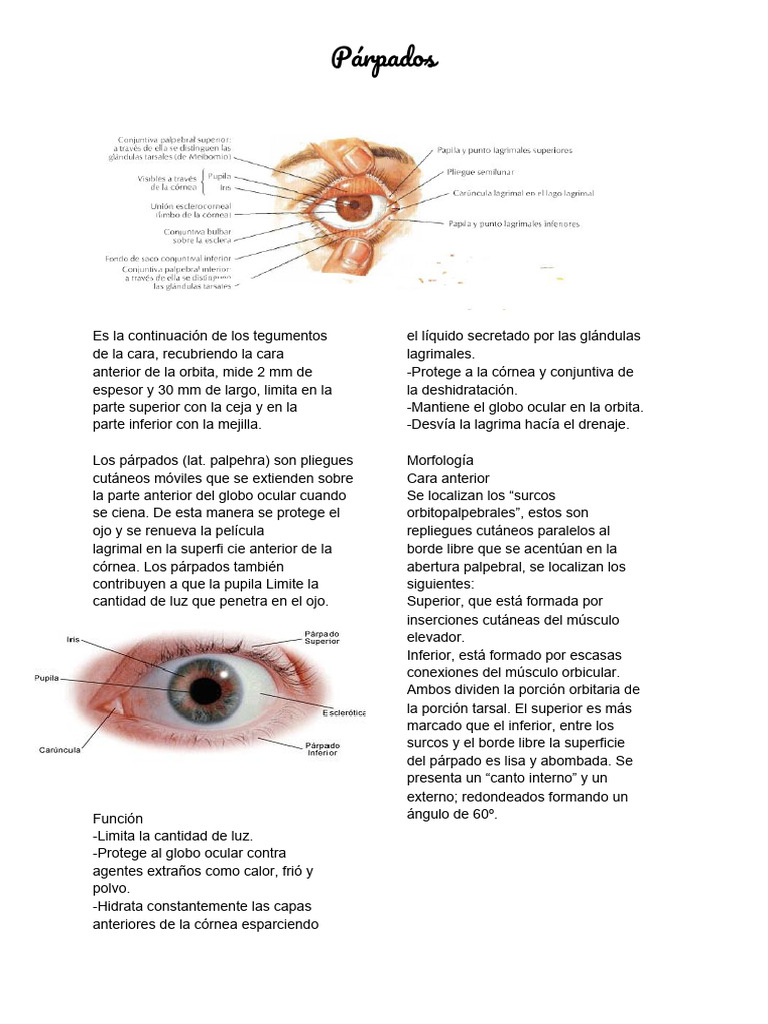 Anatomía y función del párpado superior | PDF | Cabeza y cuello humanos ...