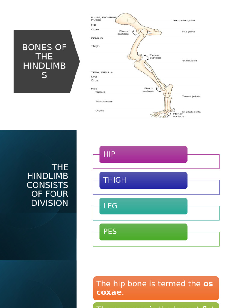 Sacro-Pubic Diameter in Pelvic Anatomy | PDF | Pelvis | Musculoskeletal ...