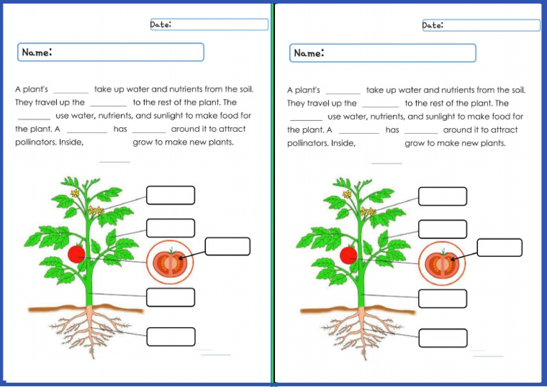 Parts of Plants | PDF