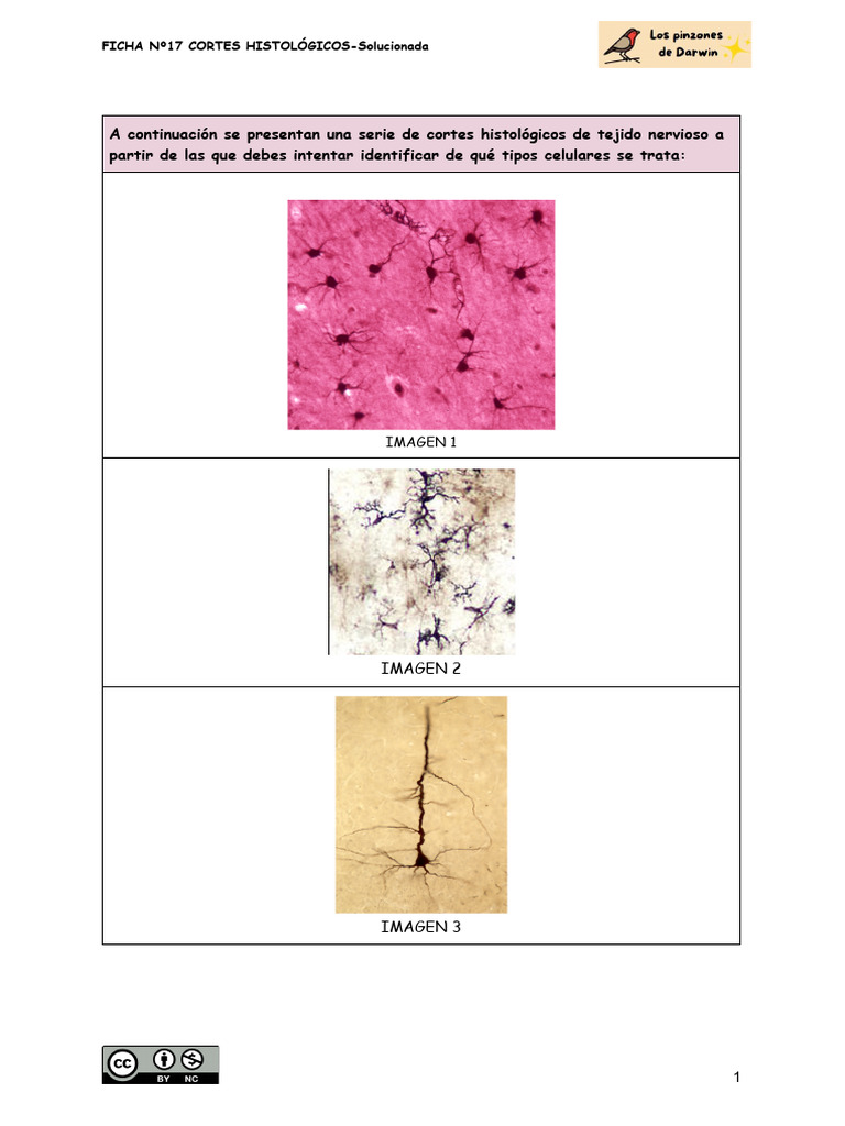 Ficha 17. Cortes Histológicos-Solucionada | PDF