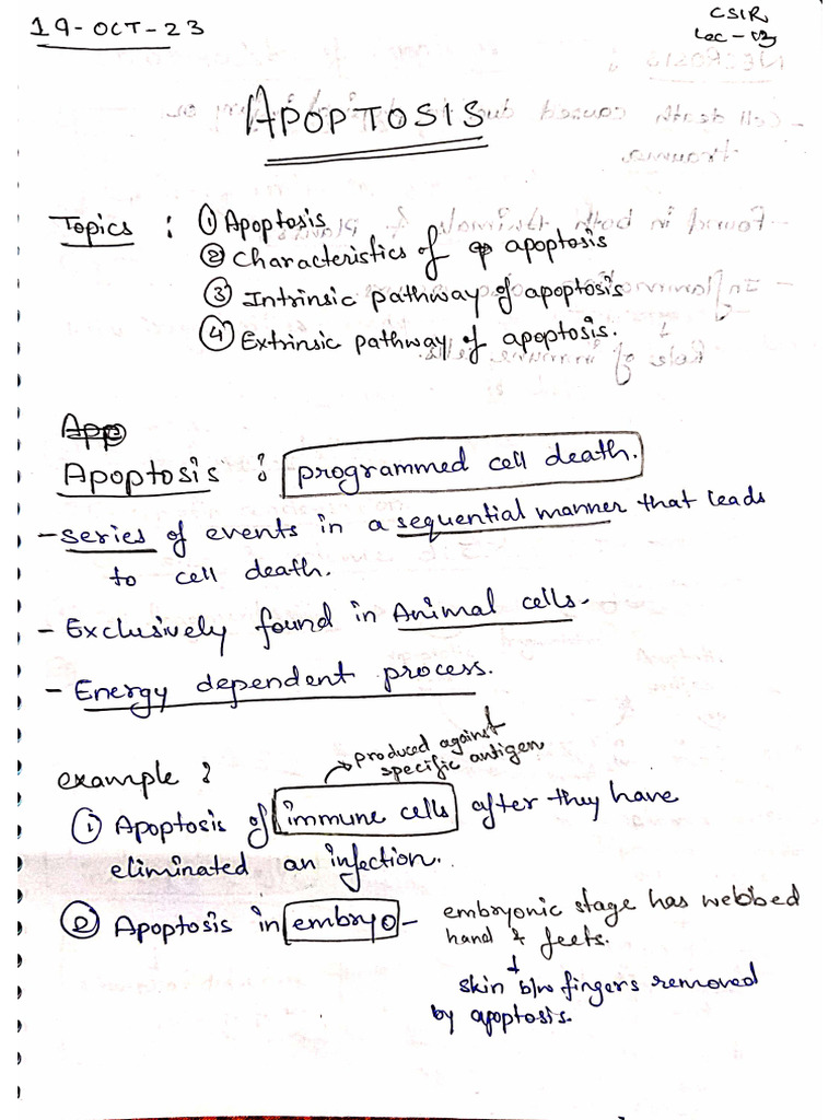 Apoptosis | PDF