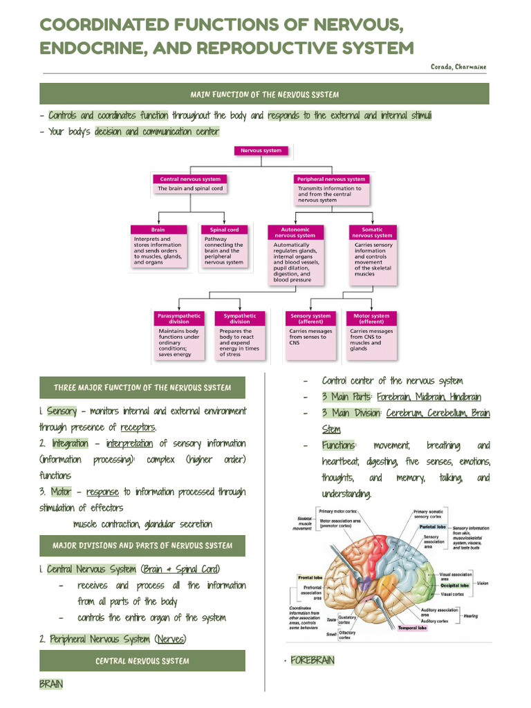 SCIENCE10.Q3.Nervous and Endocrine System | PDF | Nervous System | Neuron