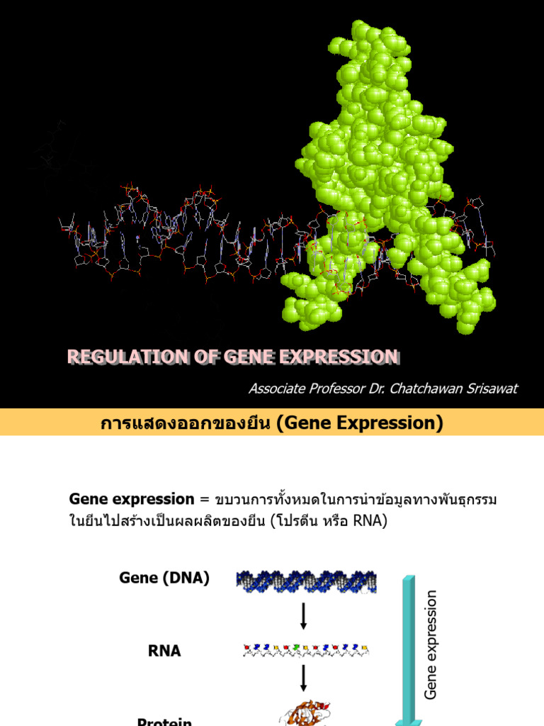 Gene Regulation Handout | PDF