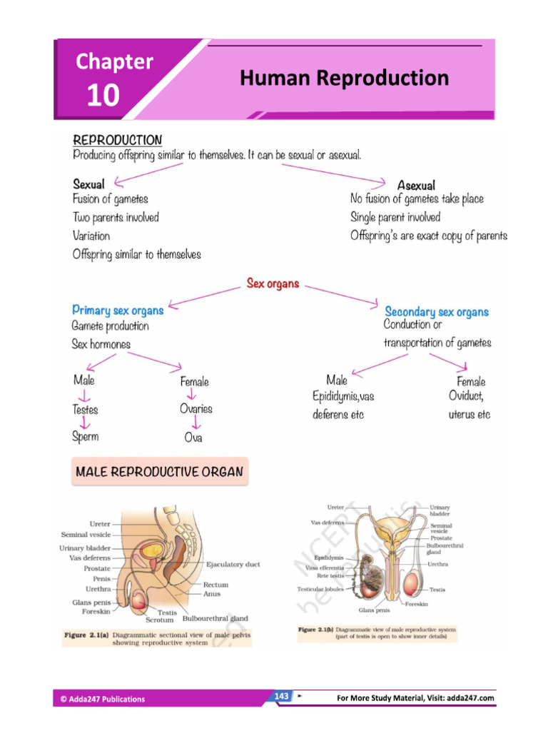 Human Reproduction 01 | PDF