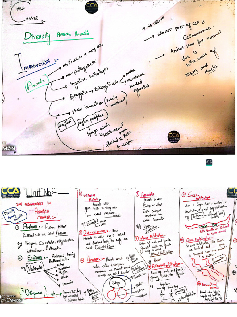 BIO Ch#9 Diversity Among Animals | PDF