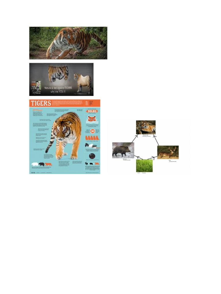 Litchi Siberian Tigers | PDF