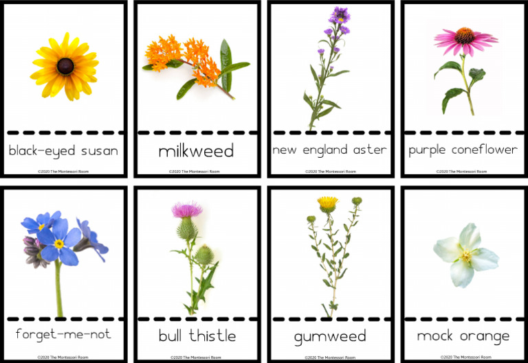 Nomenclature Cards - With Text - Wildflower Pollinators | PDF