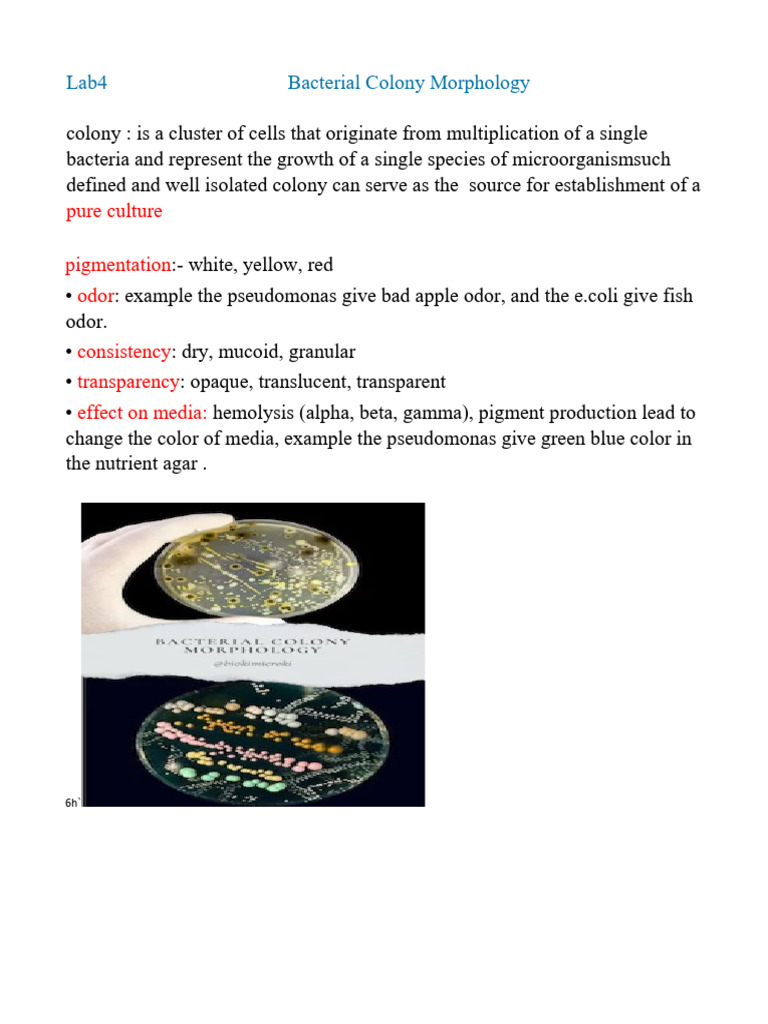 Bacterial Colony Morphology Guide | PDF